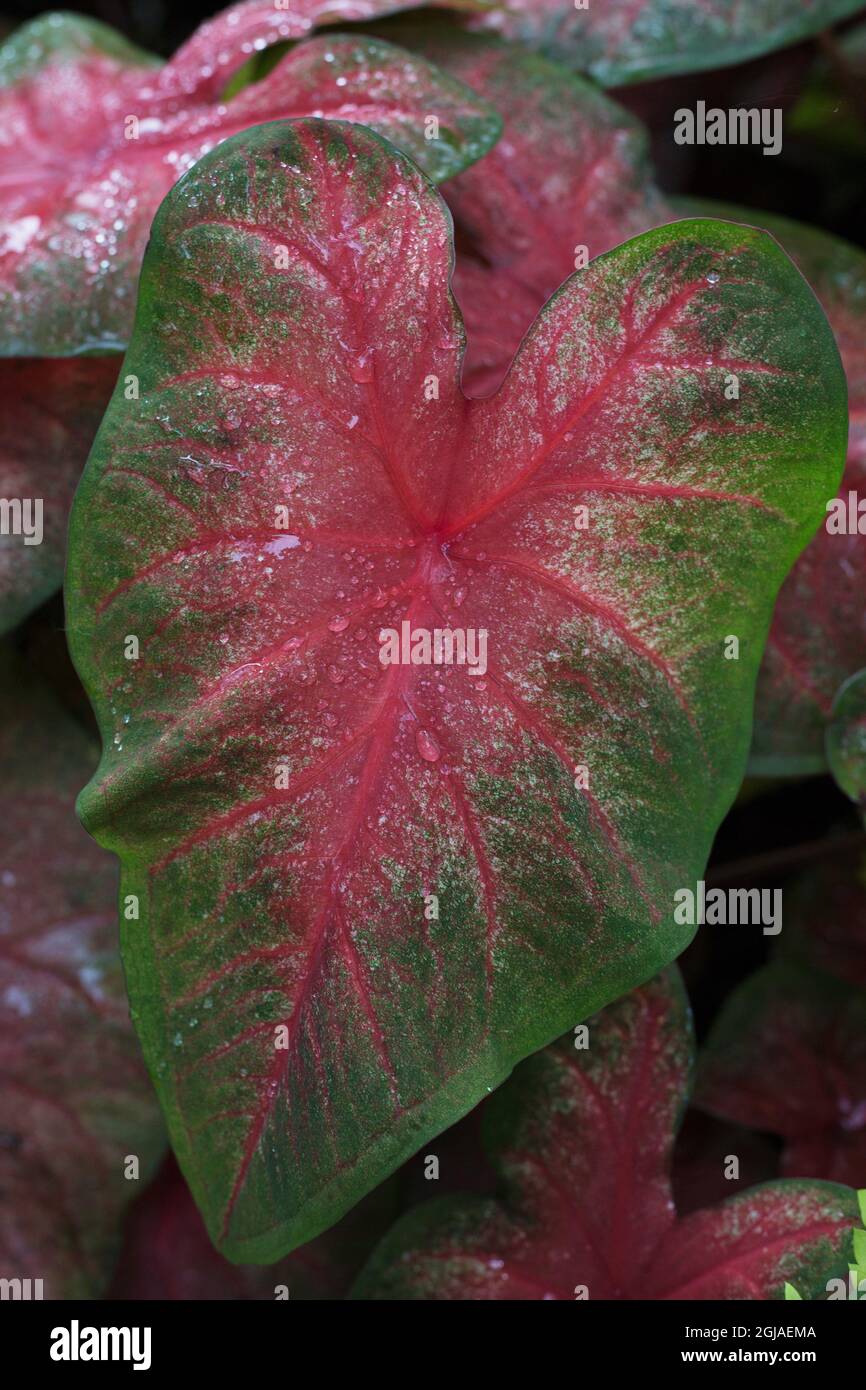 Close up caladium leaf hi-res stock photography and images - Alamy