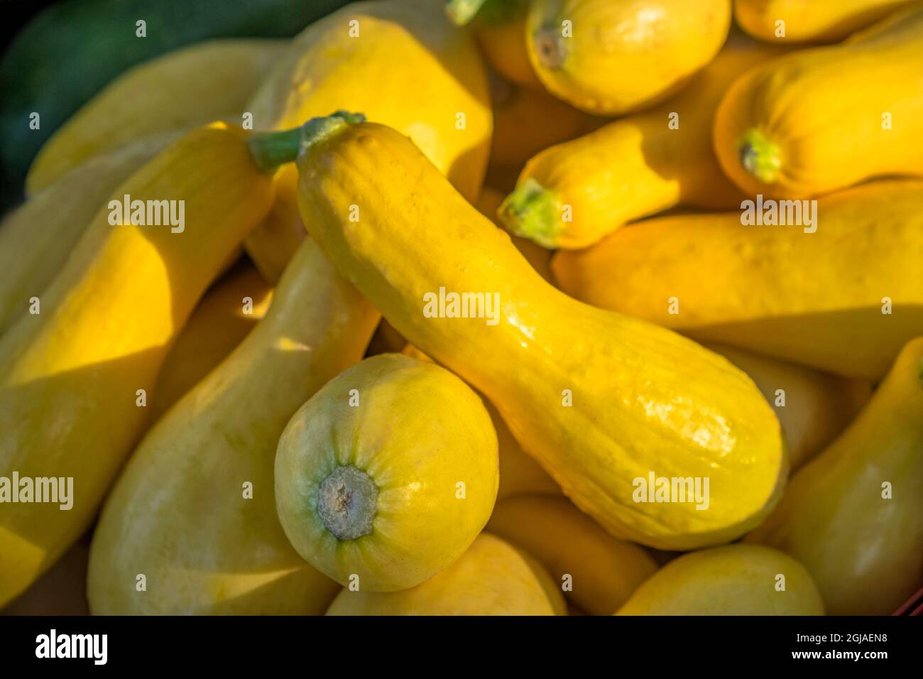 Summer squash, USA Stock Photo - Alamy