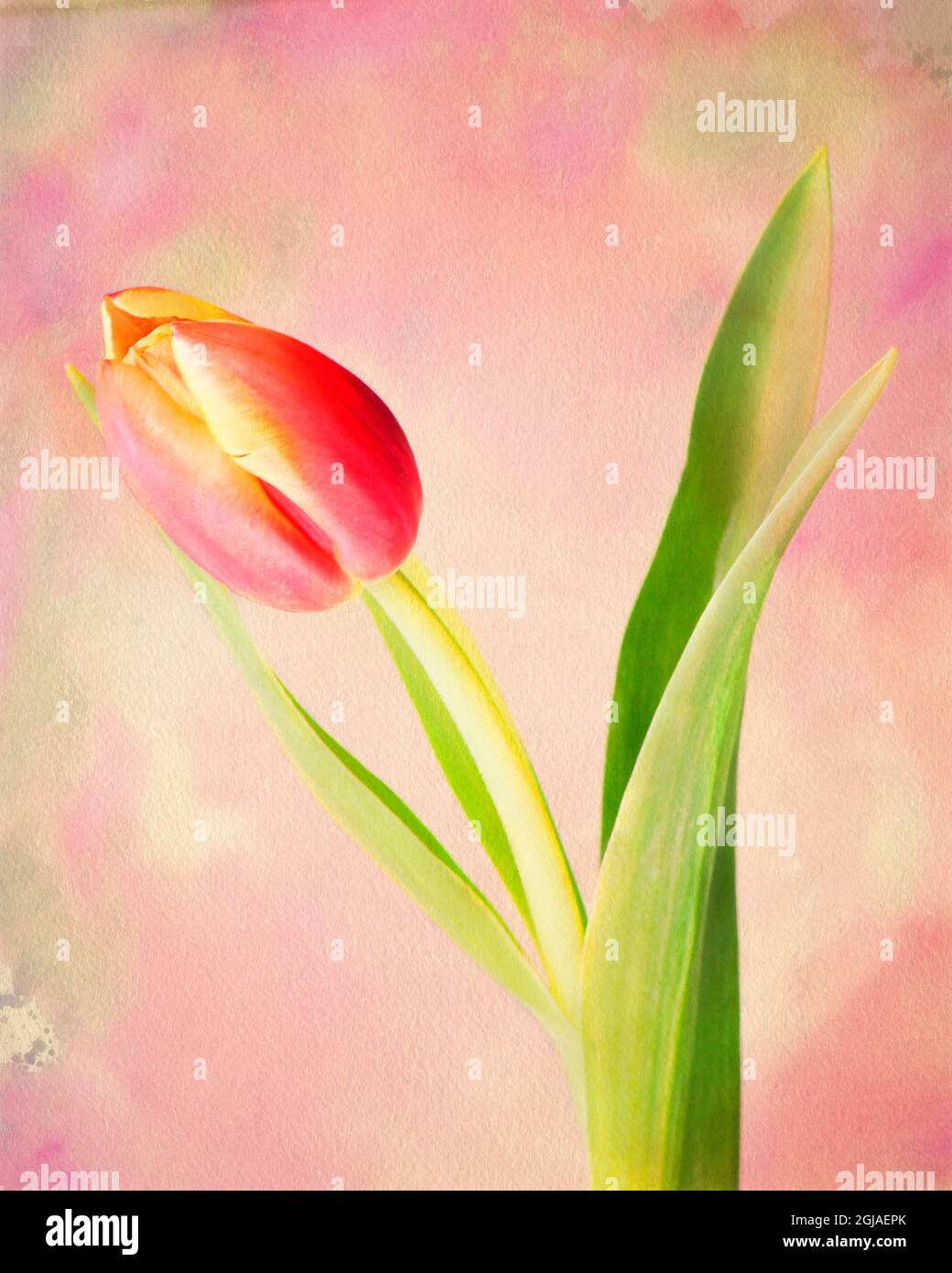 Tulip as photo-art painting-art painting Stock Photo - Alamy