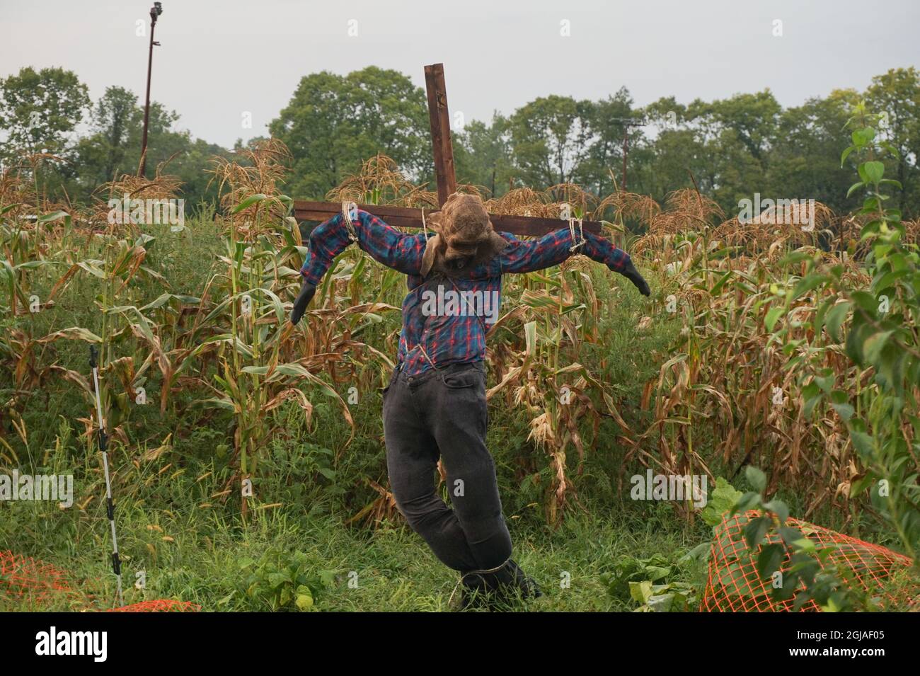 Large scarecrow on an agricultural field Stock Photo - Alamy