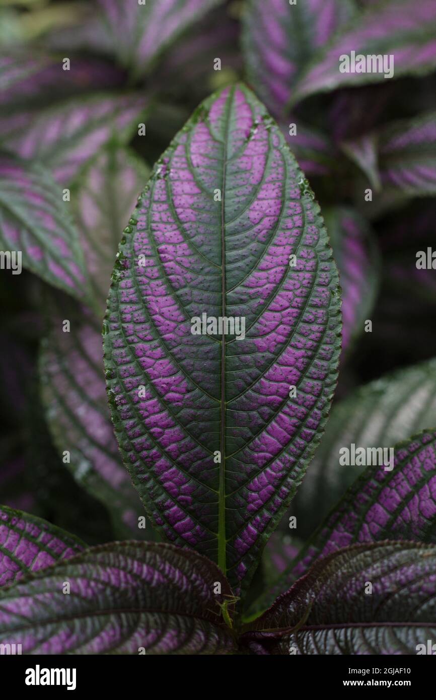 Strobilanthes dyerianus - Persian Shield plant Stock Photo - Alamy