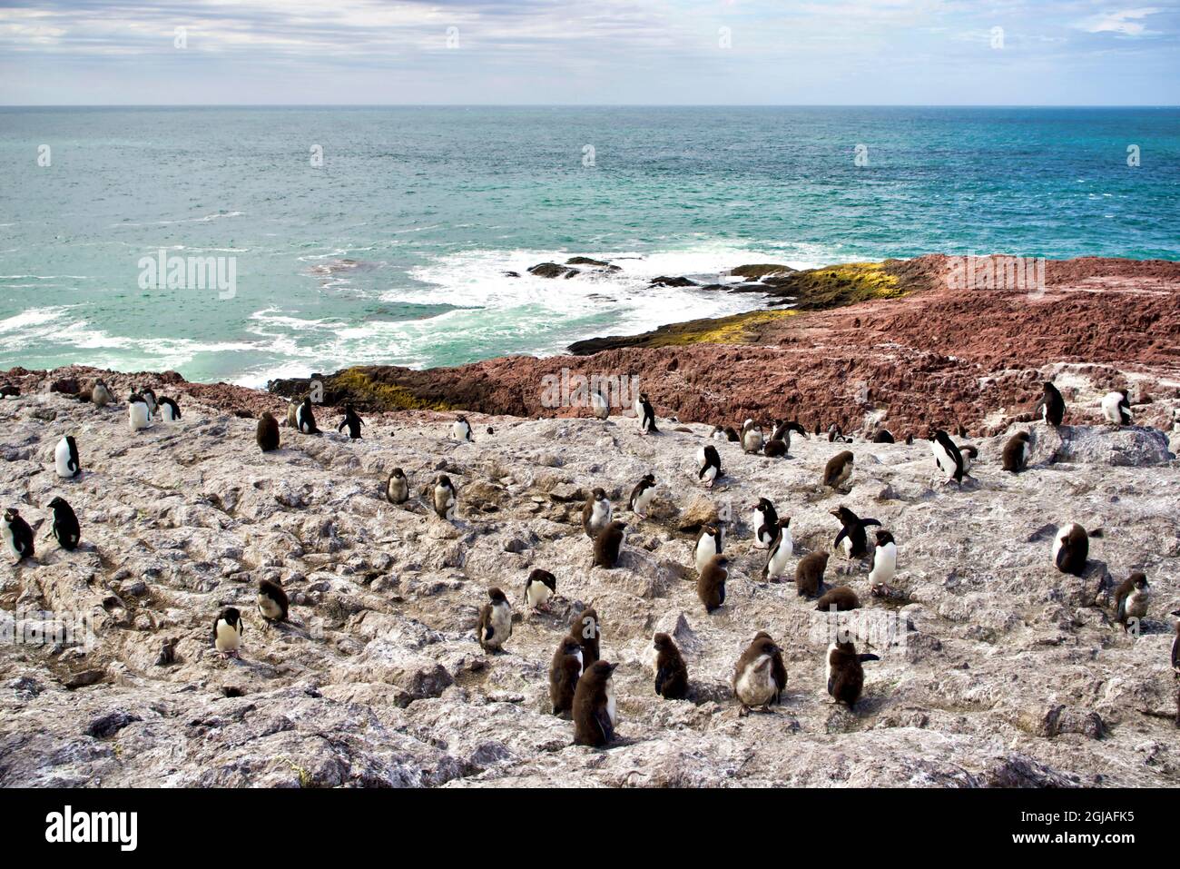 Argentina, Santa Cruz. Puerto Deseado, Isla Pinguino (Penguin Island ...