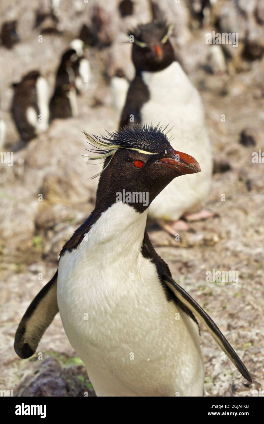 Argentina, Santa Cruz. Puerto Deseado, Isla Pinguino (Penguin Island ...