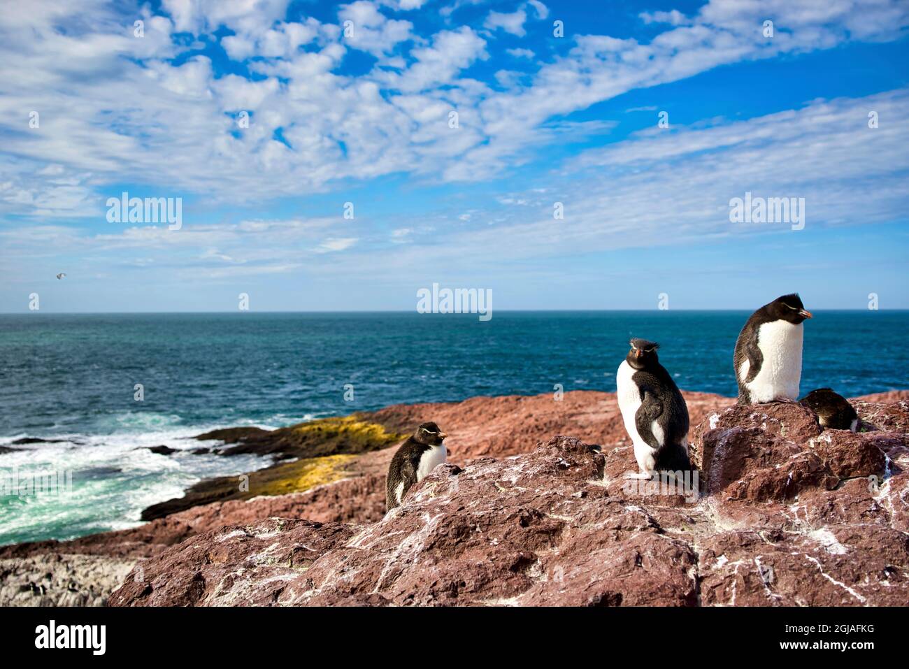 Argentina, Santa Cruz. Puerto Deseado, Isla Pinguino (Penguin Island ...