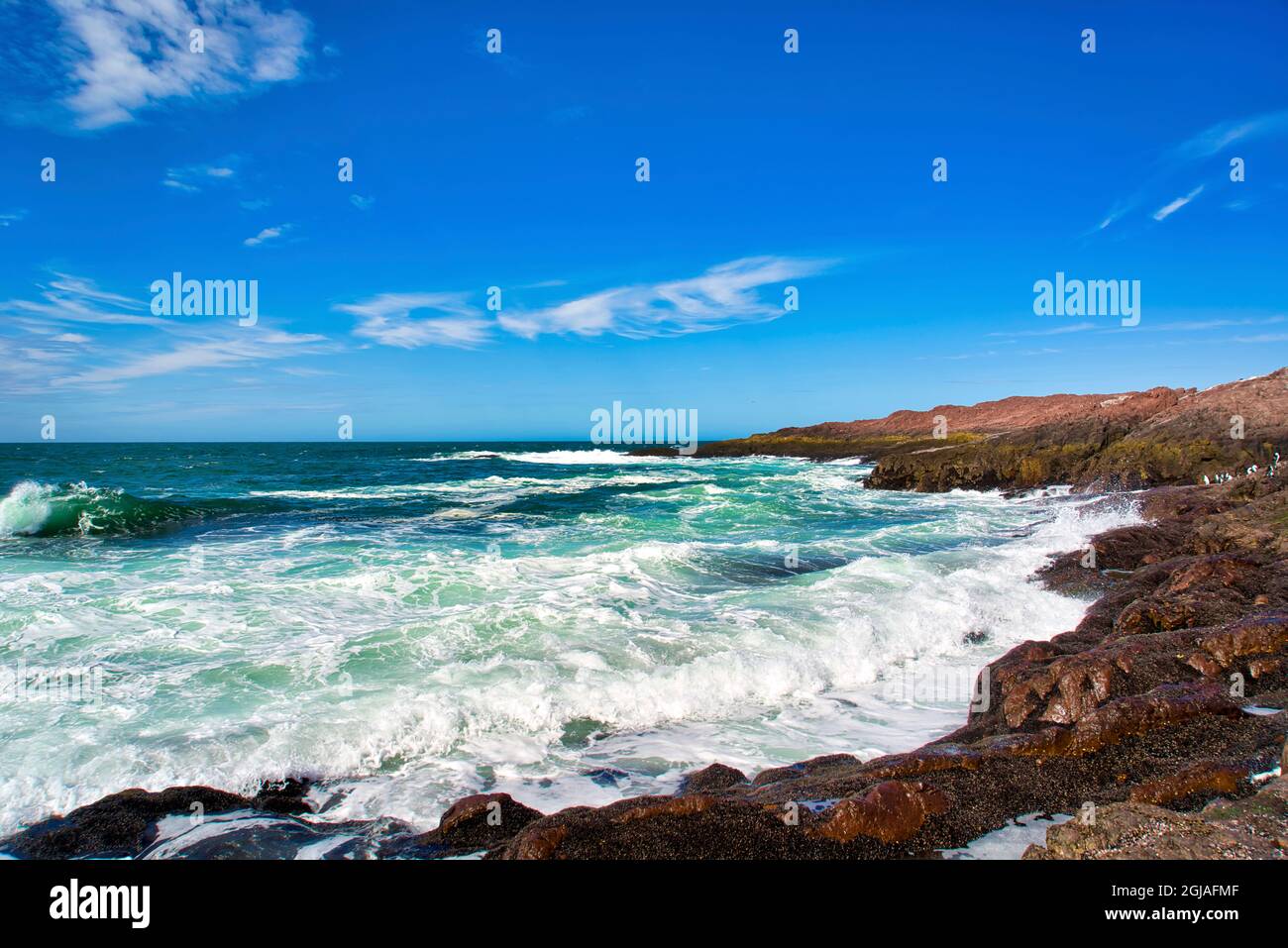 Argentina, Santa Cruz. Puerto Deseado, Isla Pinguino (Penguin Island ...