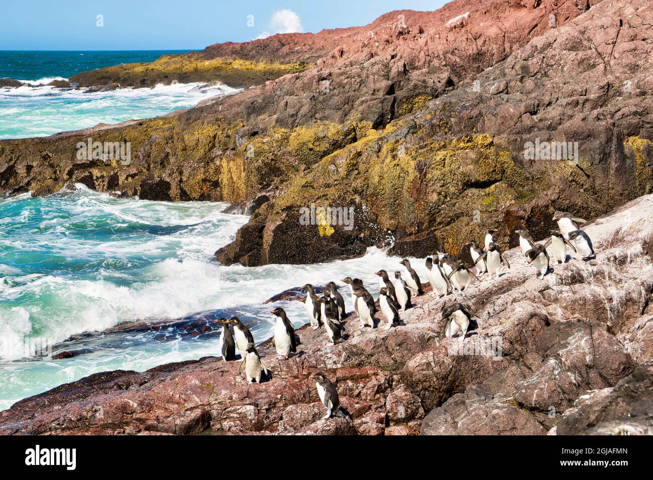 Argentina, Santa Cruz. Puerto Deseado, Isla Pinguino (Penguin Island ...