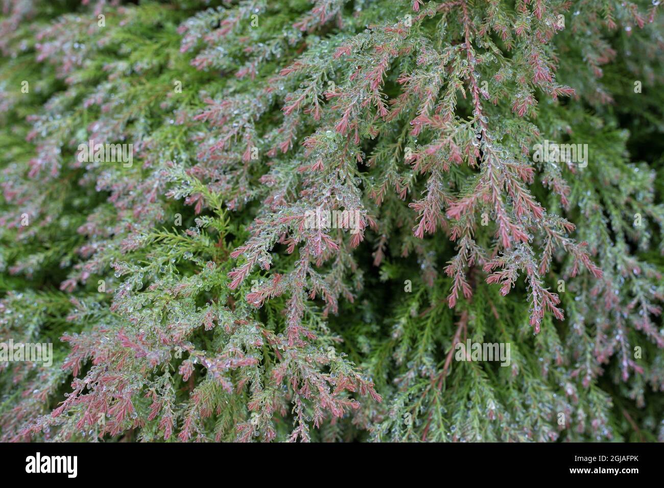 Thuja occidentalis 'Congabe' Fire Chief American arborvitae Stock Photo ...