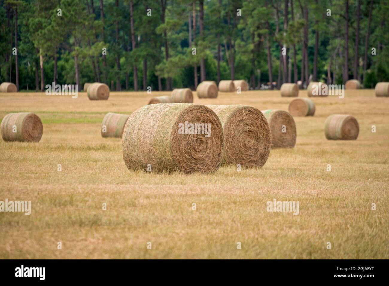 Livestock grass field crops hi-res stock photography and images - Alamy