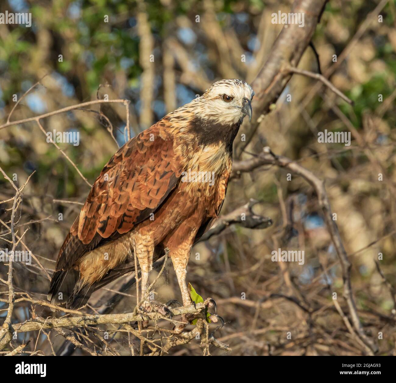Belize, Crooked Tree Wildlife Sanctuary, Black-collared Hawk ...