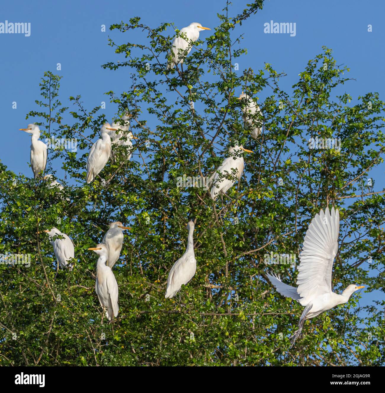 Belize, Crooked Tree Wildlife Sanctuary, Cattle Egrets (Bubulcus ibis ...