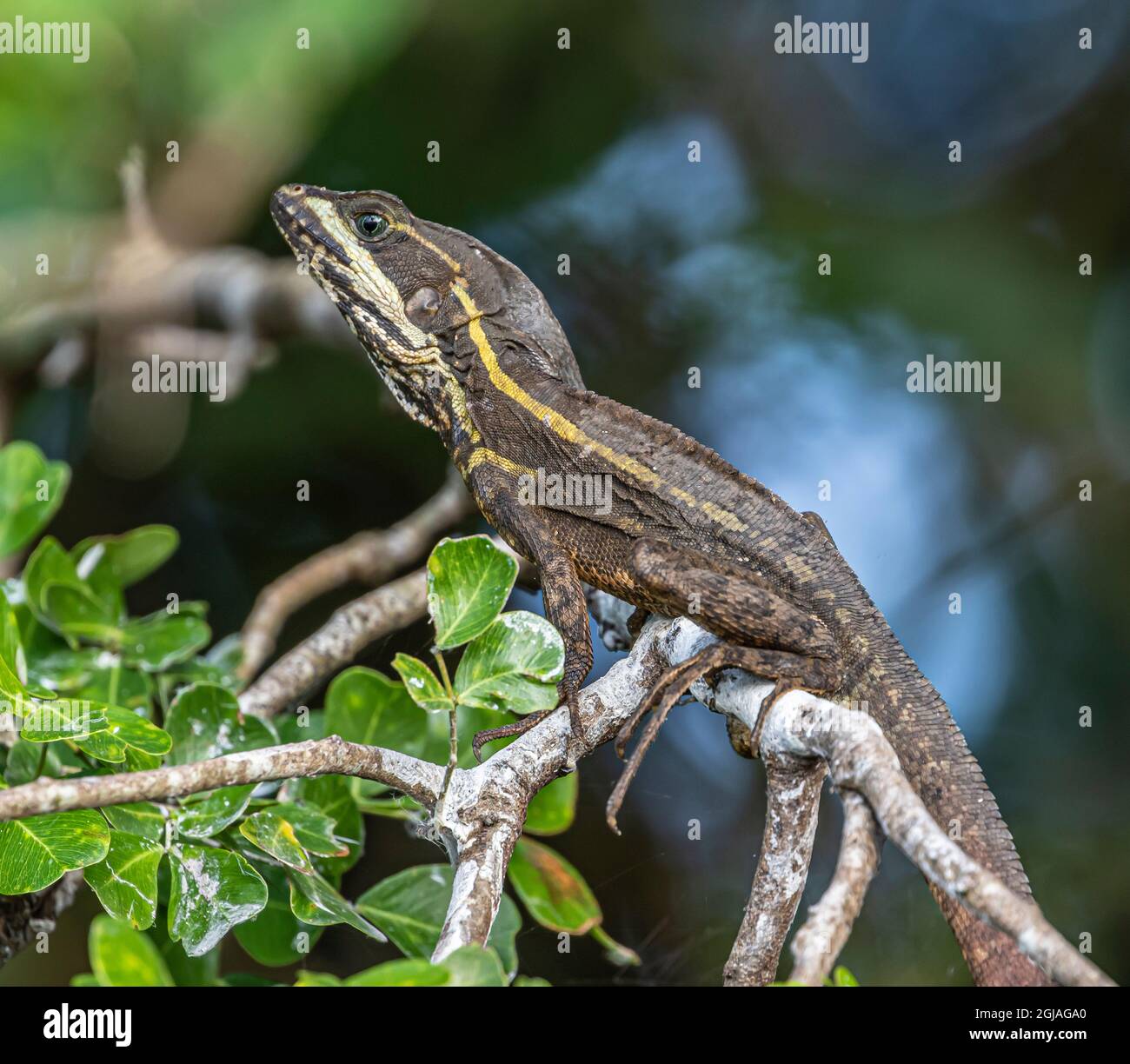 Belize, Crooked Tree Wildlife Sanctuary, Brown basilisk (Basiliscus ...