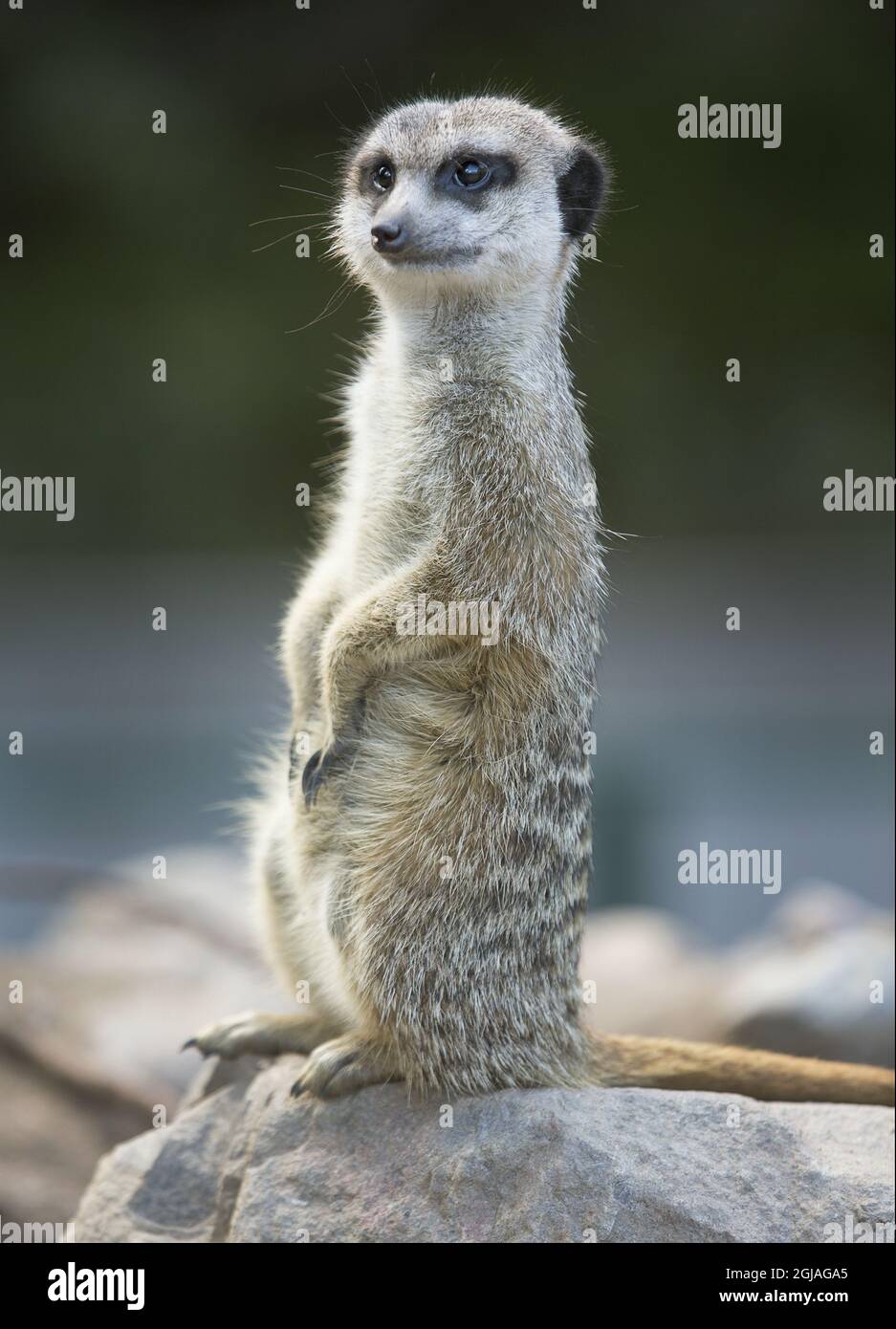 20160823 Meerkat, surikat, animals, carnivorans, zoo Foto: Stefan ...