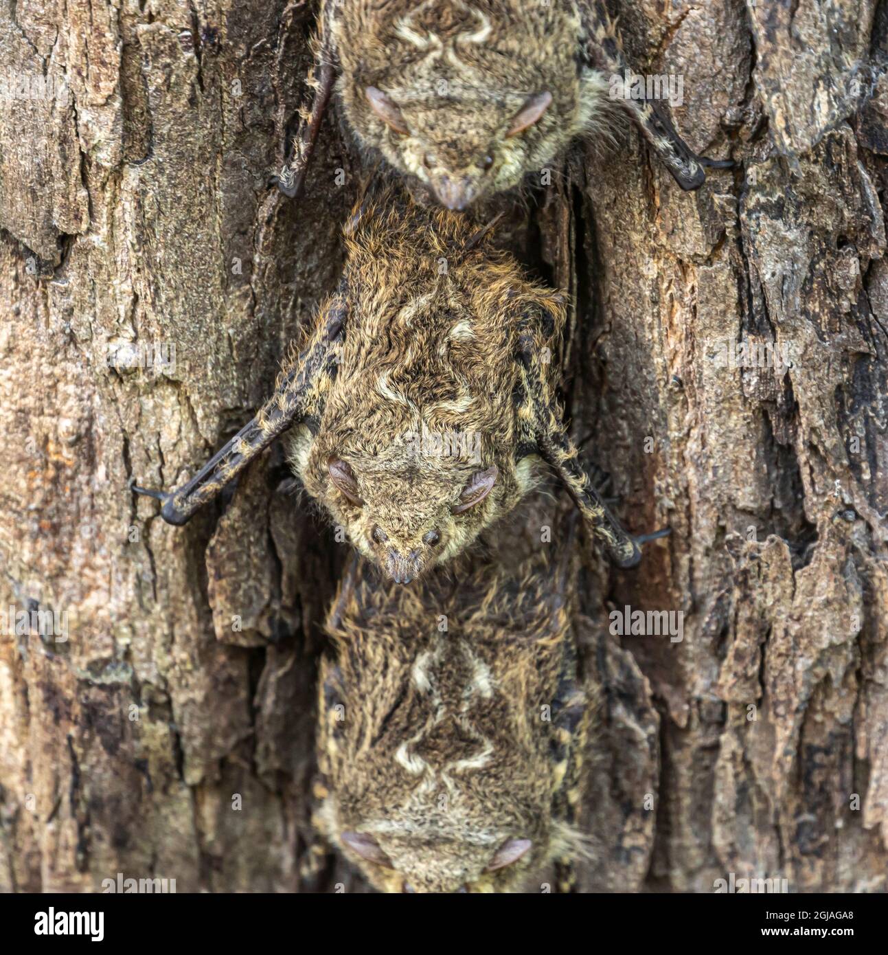 Belize, Crooked Tree Wildlife Sanctuary, Greater Sac-winged Bat ...