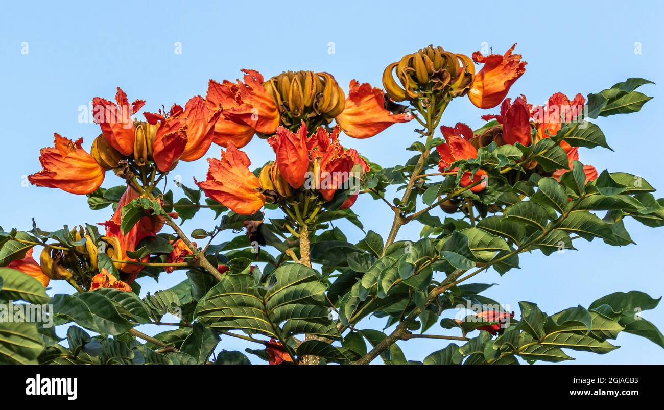 Belize, Crooked Tree village, African Tulip Tree (Spathodea campanulata ...