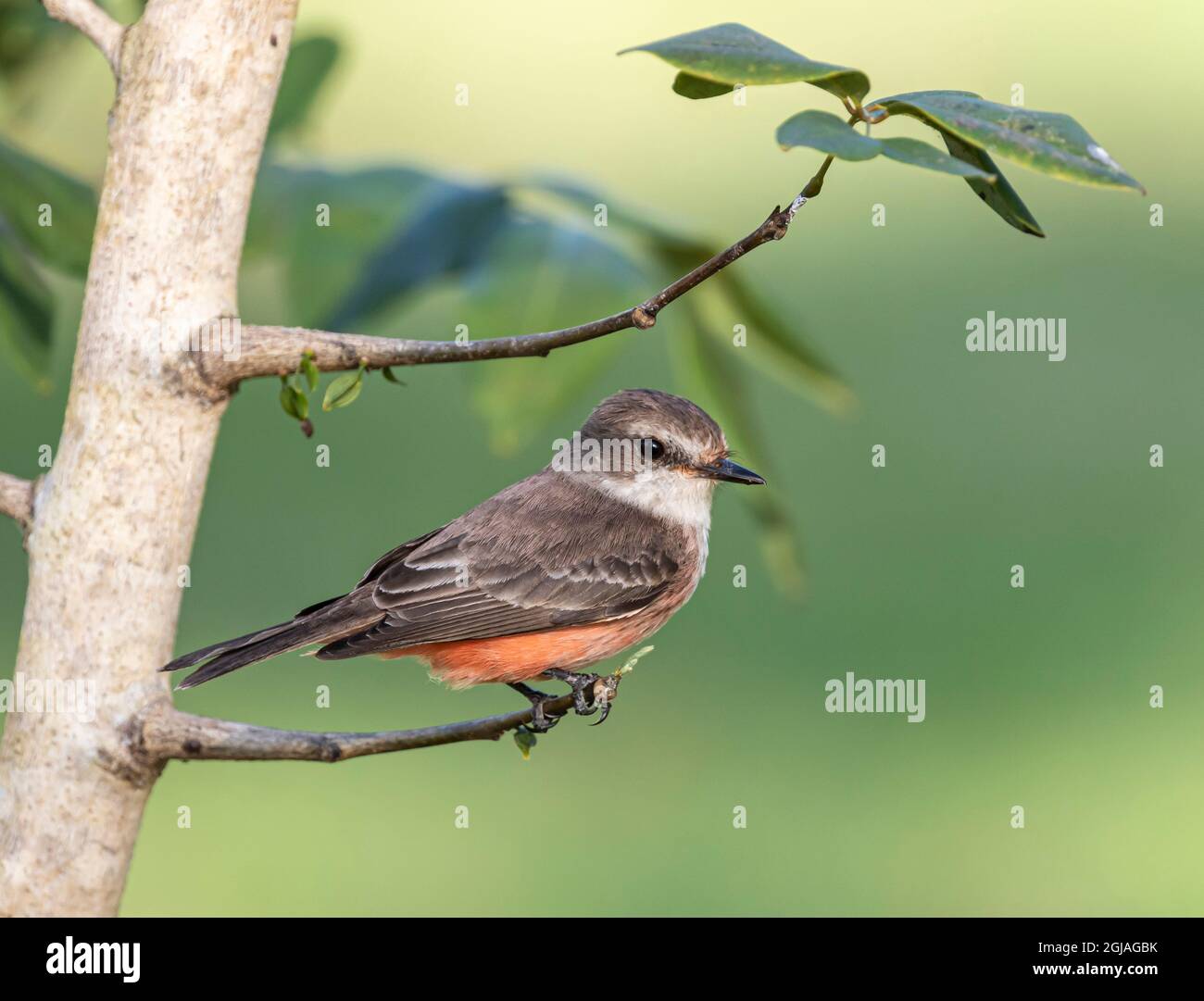 Belize, Crooked Tree Wildlife Sanctuary, Female Vermillion Flycatcher ...