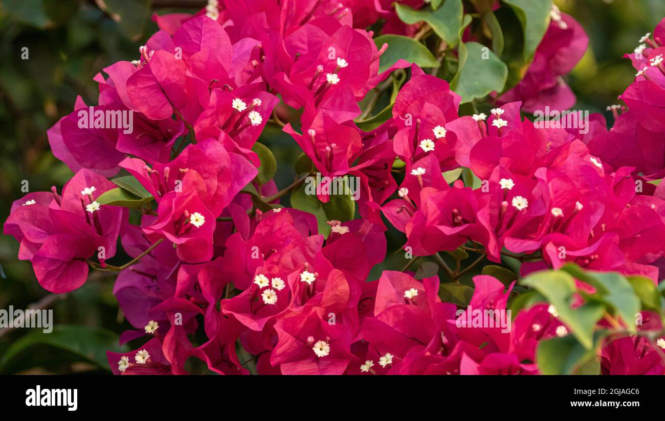 Belize, Crooked Tree village, Bougainvillea blooms Stock Photo - Alamy
