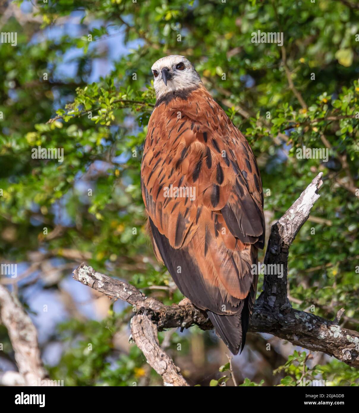 Belize, Crooked Tree Wildlife Sanctuary, Black-collared Hawk ...