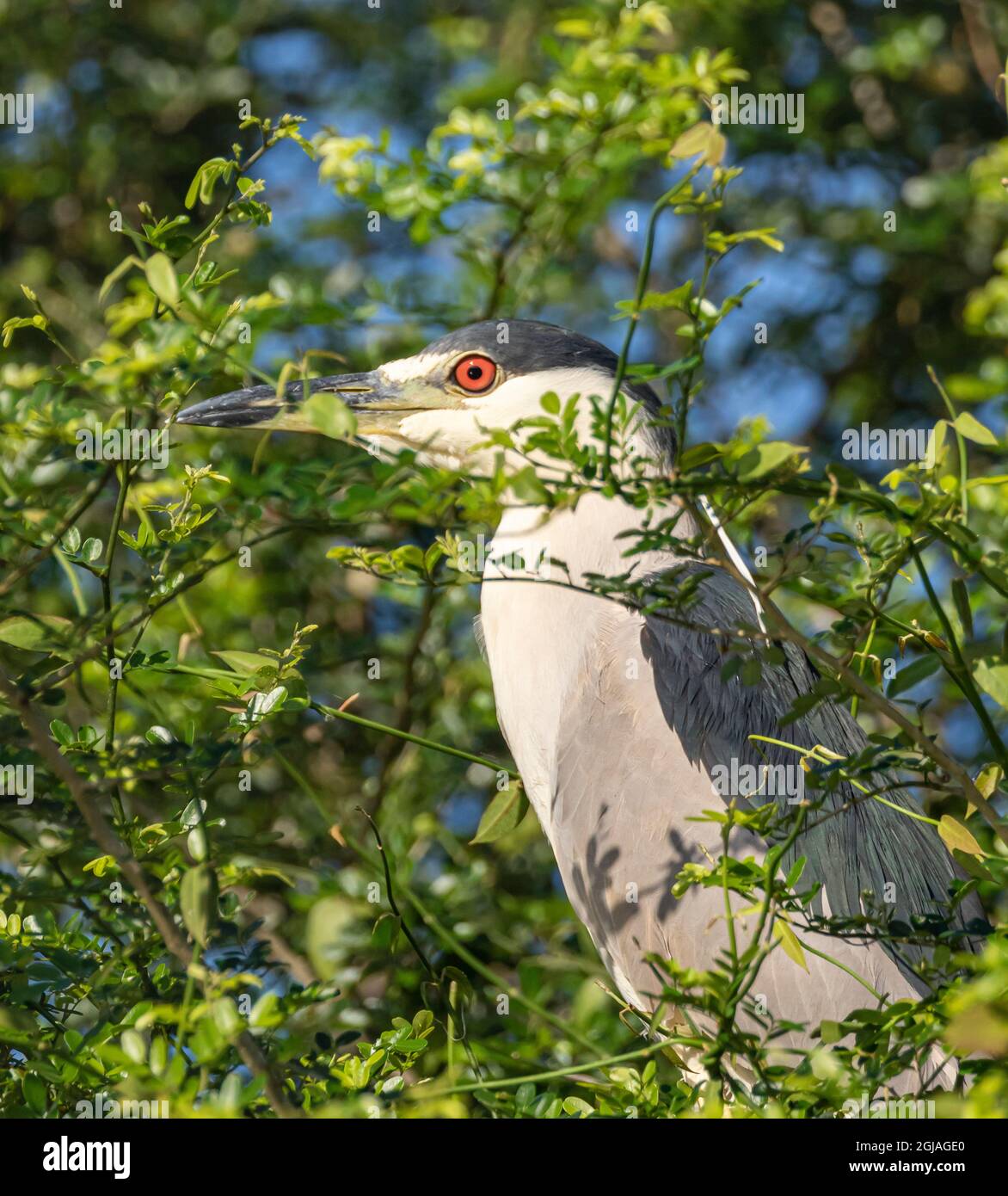 Belize, Crooked Tree Wildlife Sanctuary, Black-Crowned Night-Heron ...