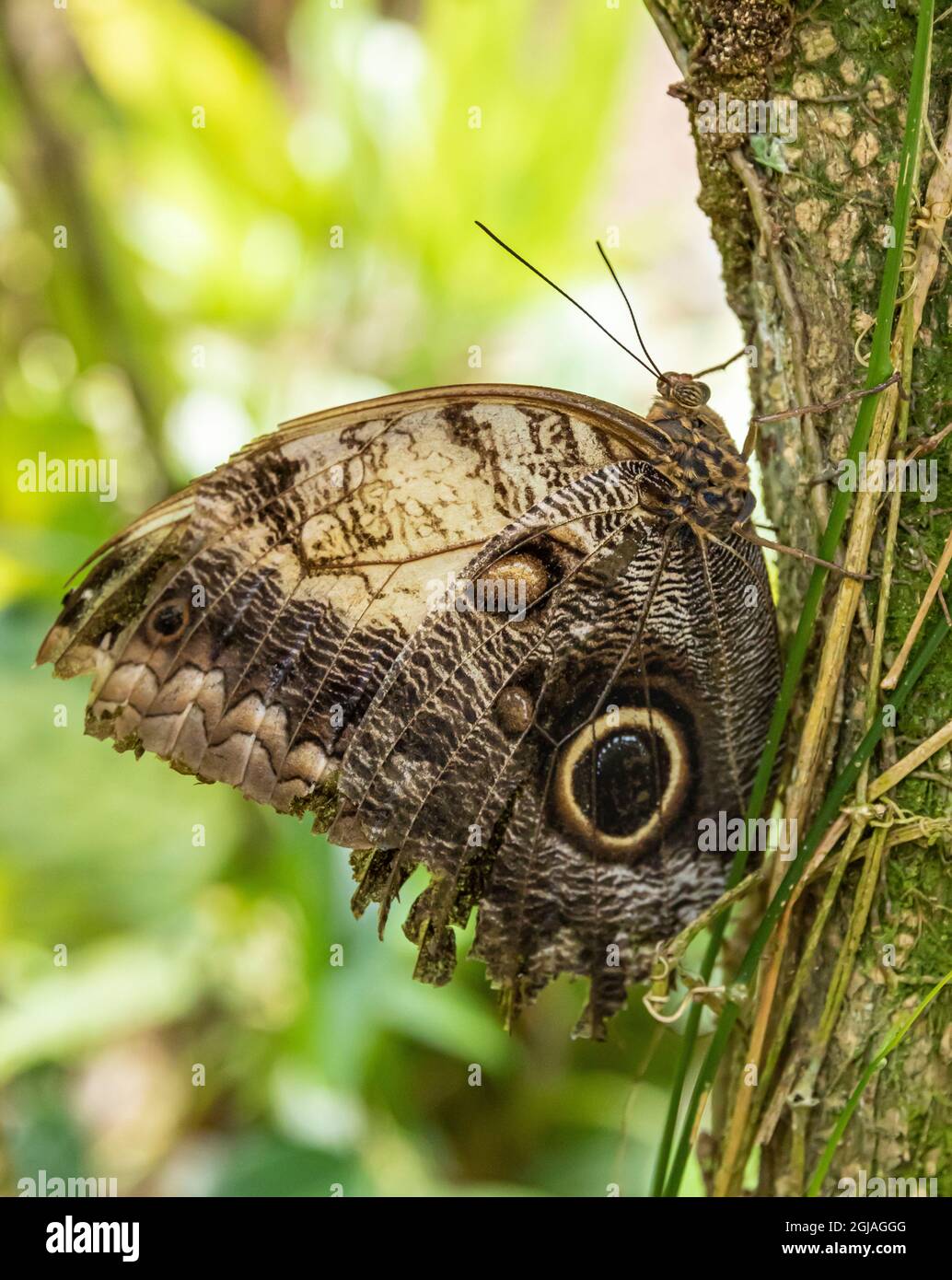 Belize, Green Hills Butterfly Ranch, Owl butterfly (Caligo martia Stock ...