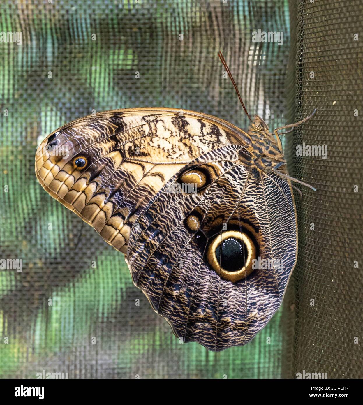 Belize, Green Hills Butterfly Ranch, Owl butterfly (Caligo martia Stock ...