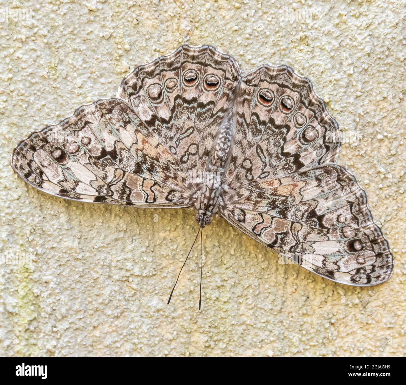 Belize, Green Hills Butterfly Ranch, Cayo, Blue Cracker (Hamadryas ...