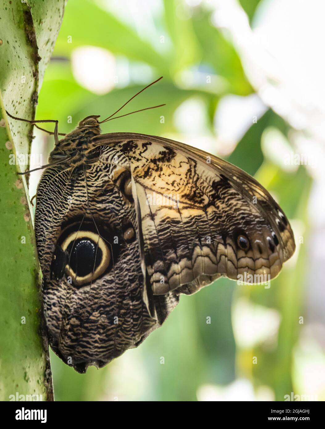 Belize, Green Hills Butterfly Ranch, Owl butterfly (Caligo martia Stock ...