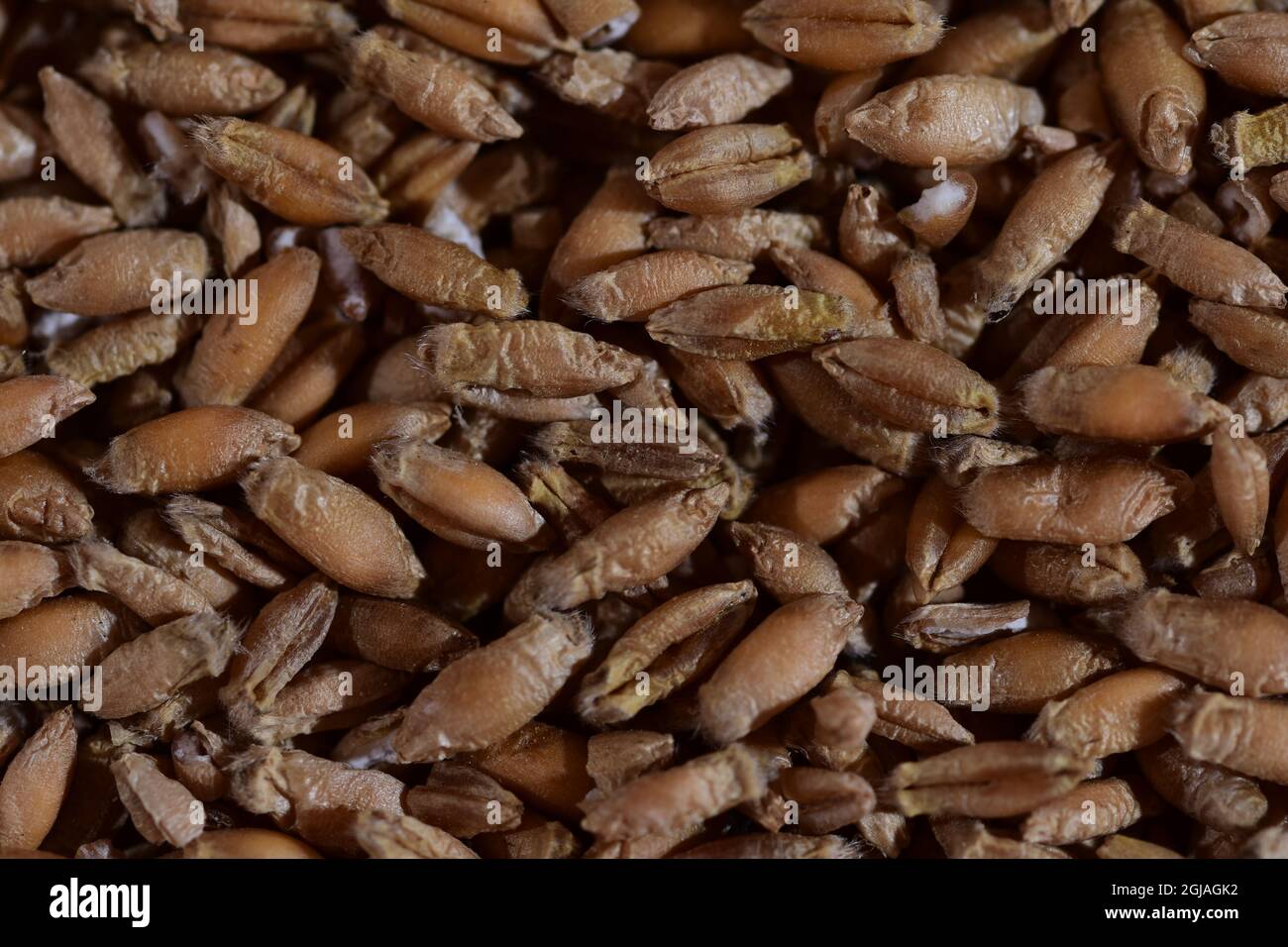 Grains of various cereals in close-up and magnification Stock Photo - Alamy