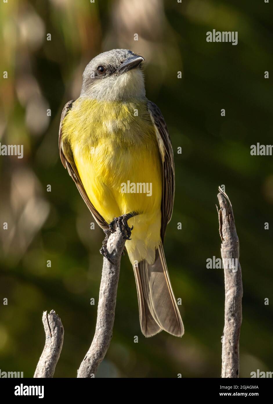 Belize, Ambergris Caye, Tropical Kingbird (Tyrannus melancholicus Stock Photo - Alamy