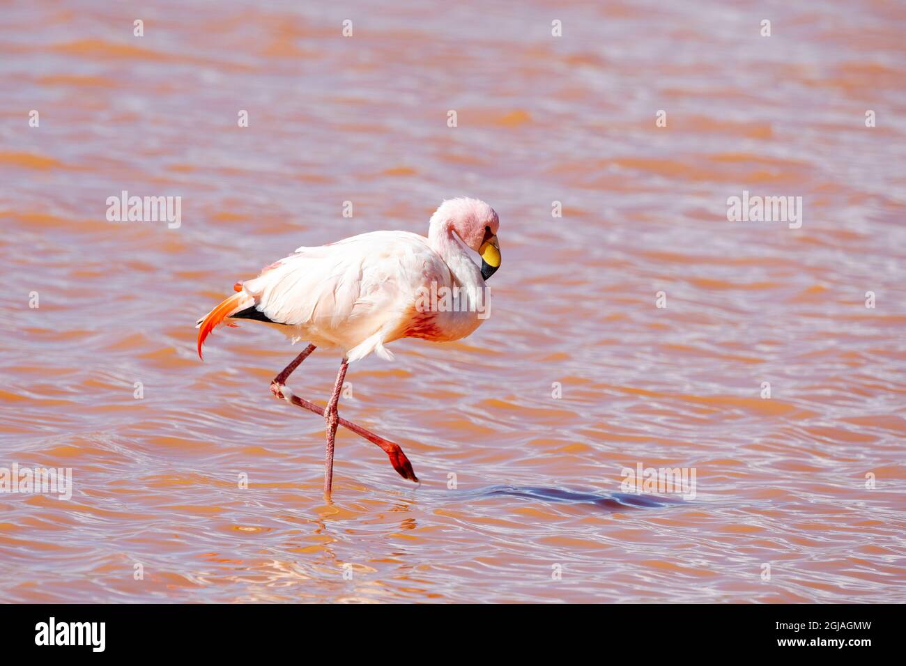 Bolivia, Laguna Colorada, Red Lake, Eduardo Avaroa Andean Fauna ...