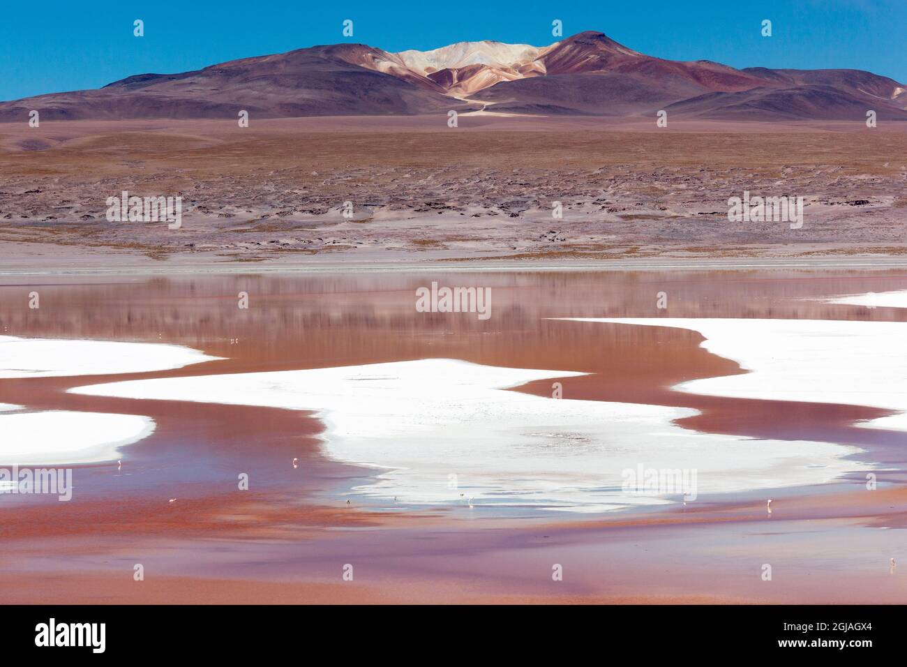 Bolivia, Atacama Desert, Laguna Colorada, Red Lake. The red lake is ...