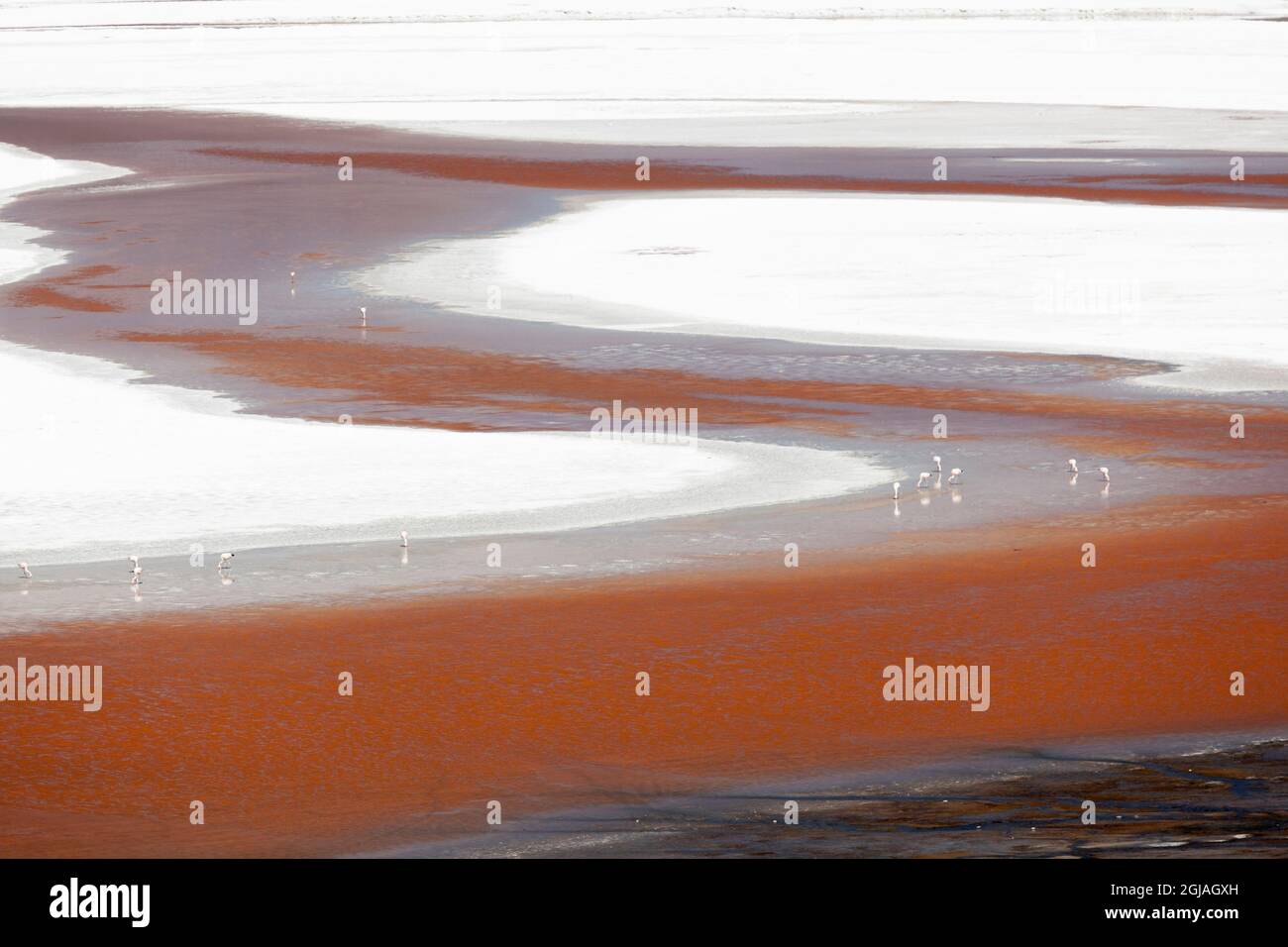 Bolivia, Atacama Desert, Laguna Colorada, Red Lake. The red lake is ...