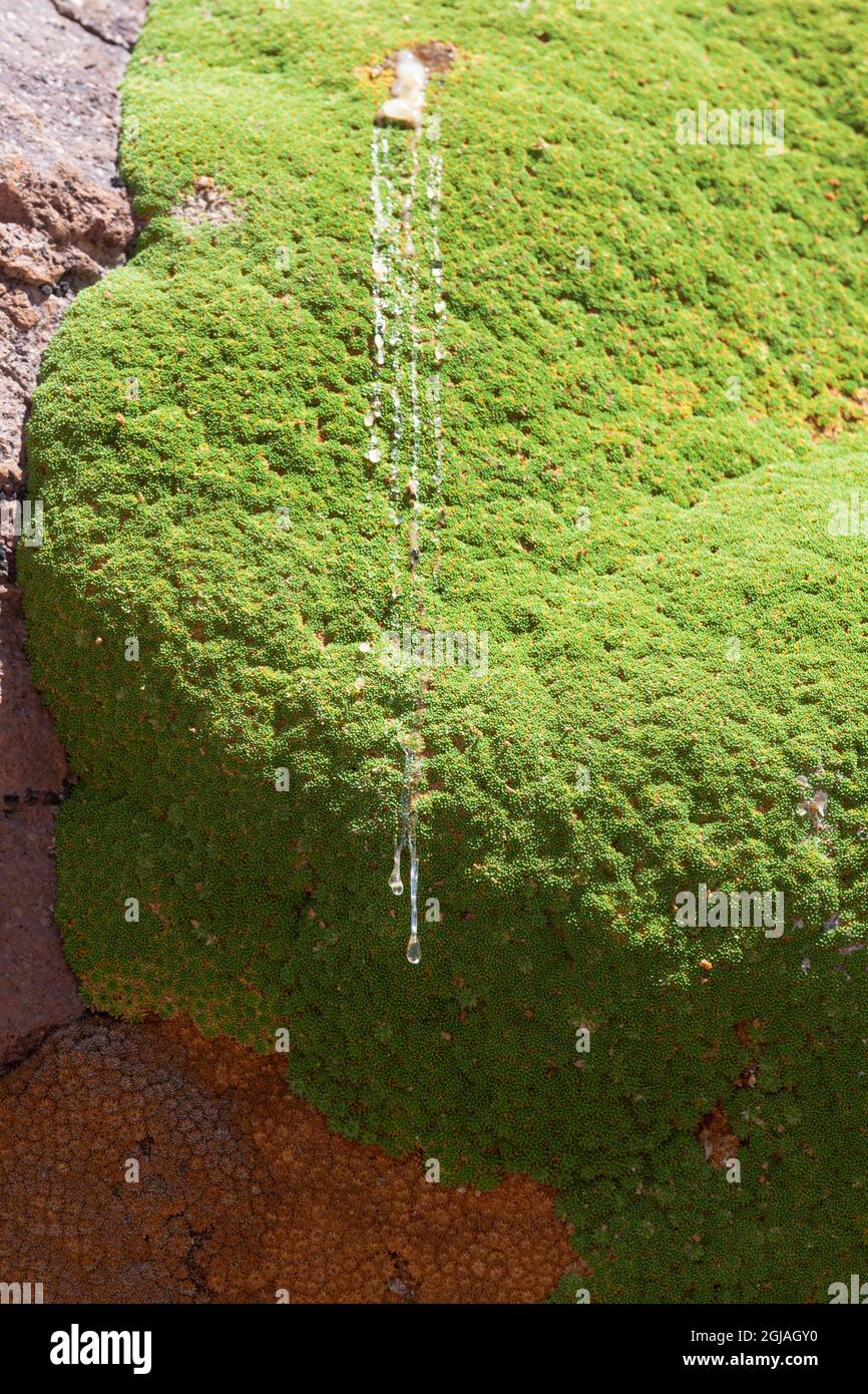 Bolivia, Atacama Desert, llareta or Yareta. This green, round plant is ...