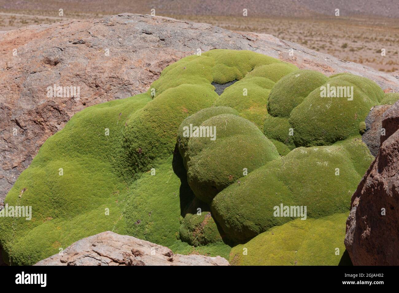 Bolivia, Atacama Desert, llareta or Yareta. This green, round plant is ...