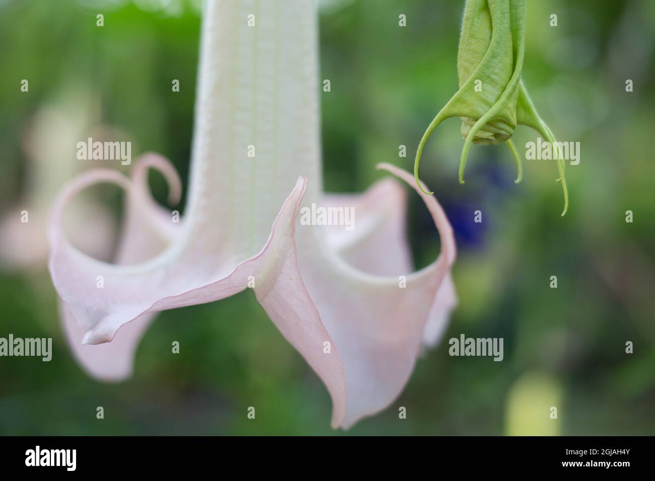 Angel’s trumpet flower hi-res stock photography and images - Alamy