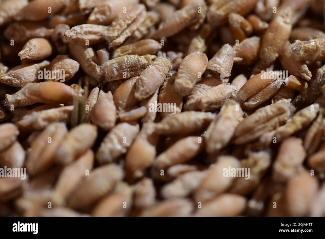 Grains of various cereals in close-up and magnification Stock Photo - Alamy