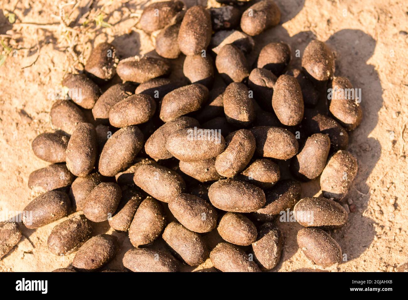 Brazil, Pantanal. Capybara scat. Credit as: Cathy & Gordon Illg ...