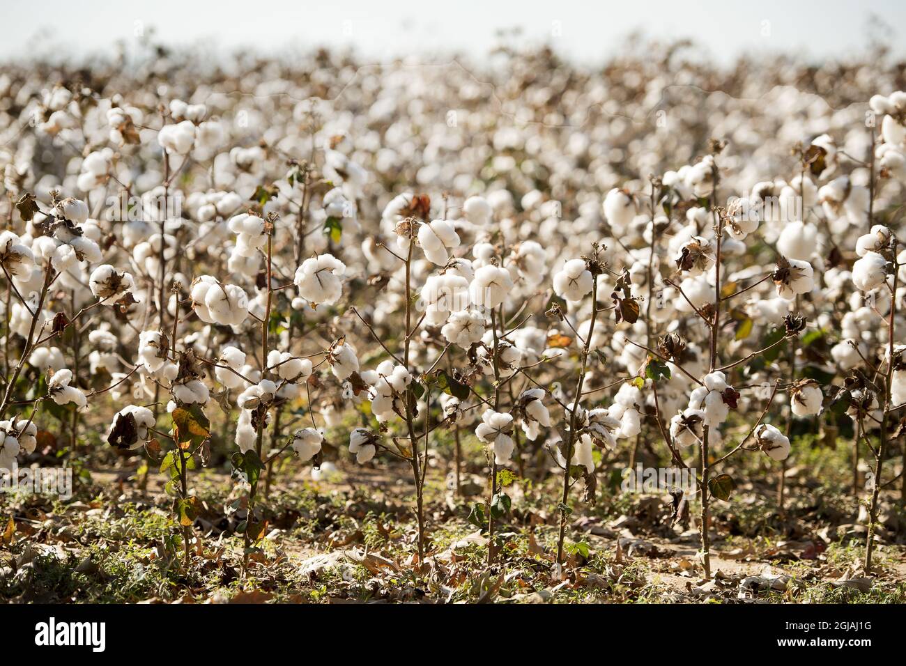 Cotton field, farming, agriculture, Foto: Maja Suslin / TT / Kod 60885 ...