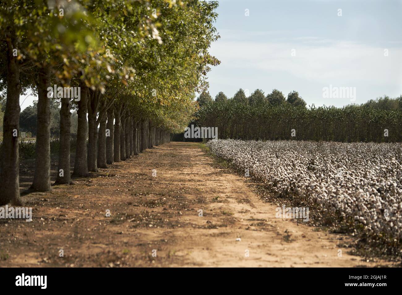 Cotton field, farming, agriculture, Foto: Maja Suslin / TT / Kod 60885 ...