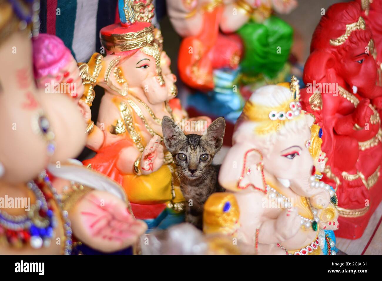 A cat is seen between the Idols of elephant headed Hindu god Ganesha ...