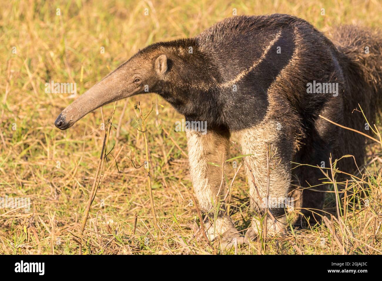 Giant anteater close up hi-res stock photography and images - Alamy