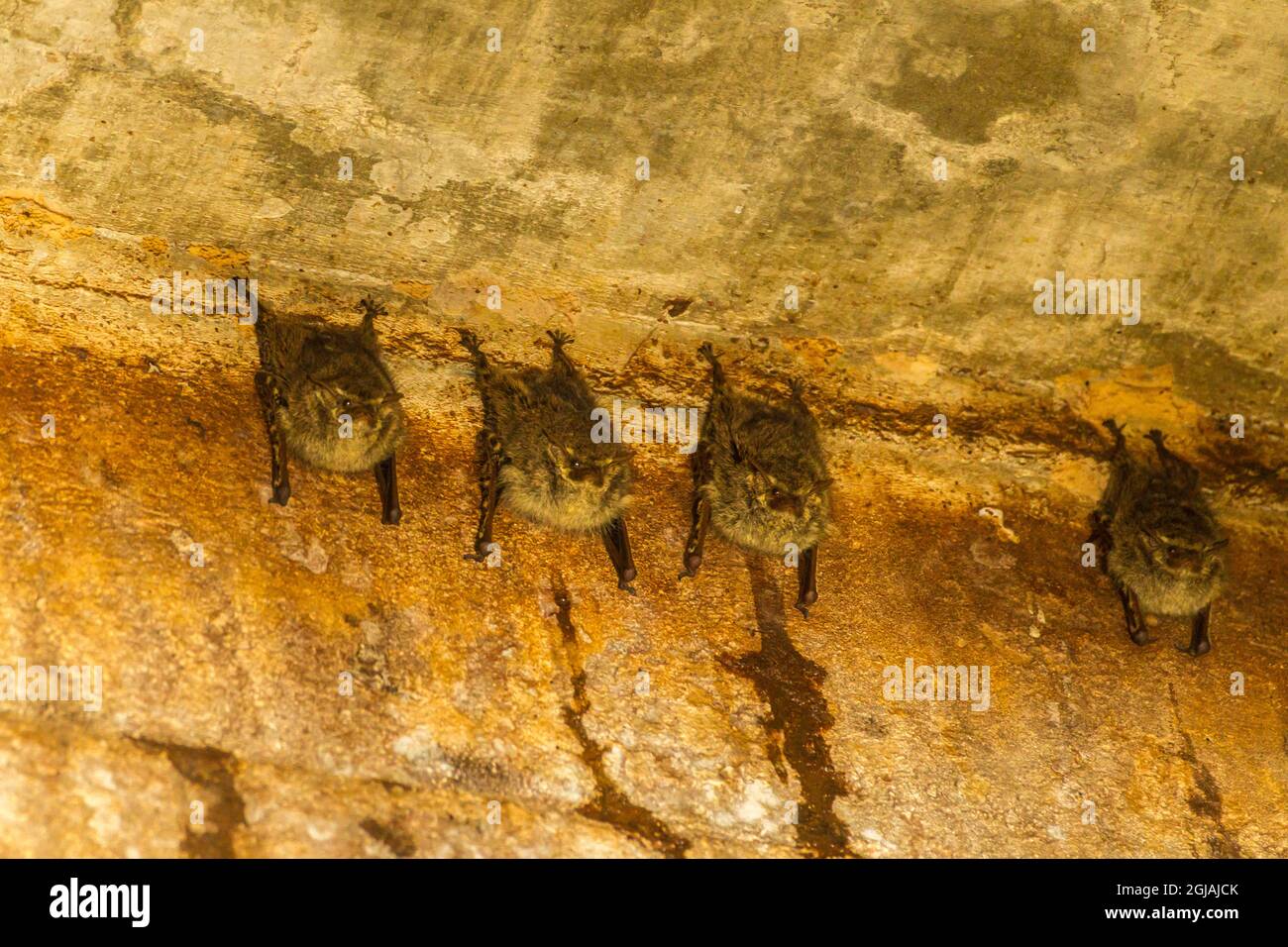 Bats On Ceiling High Resolution Stock Photography and Images - Alamy