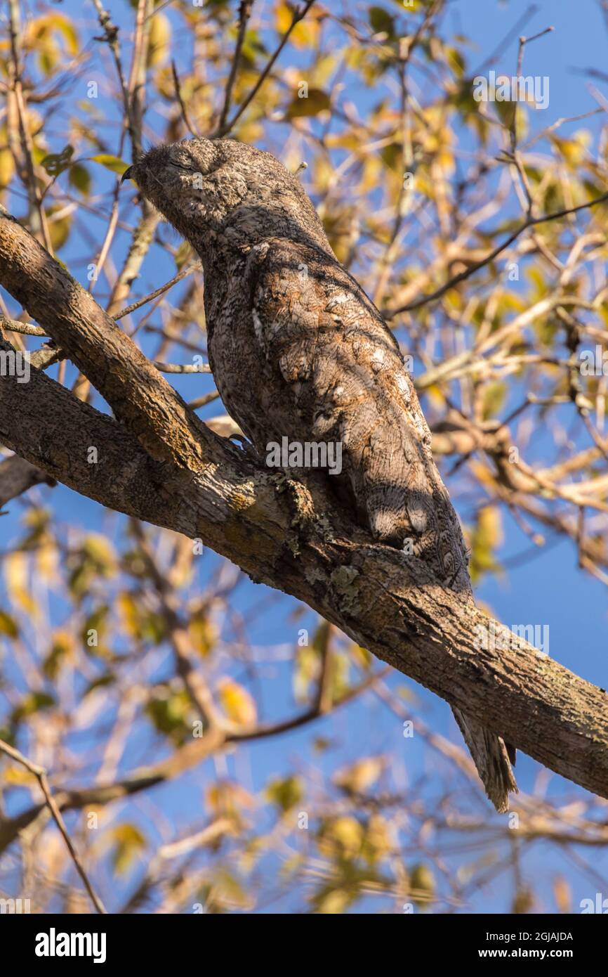 Potoo bird hi-res stock photography and images - Alamy