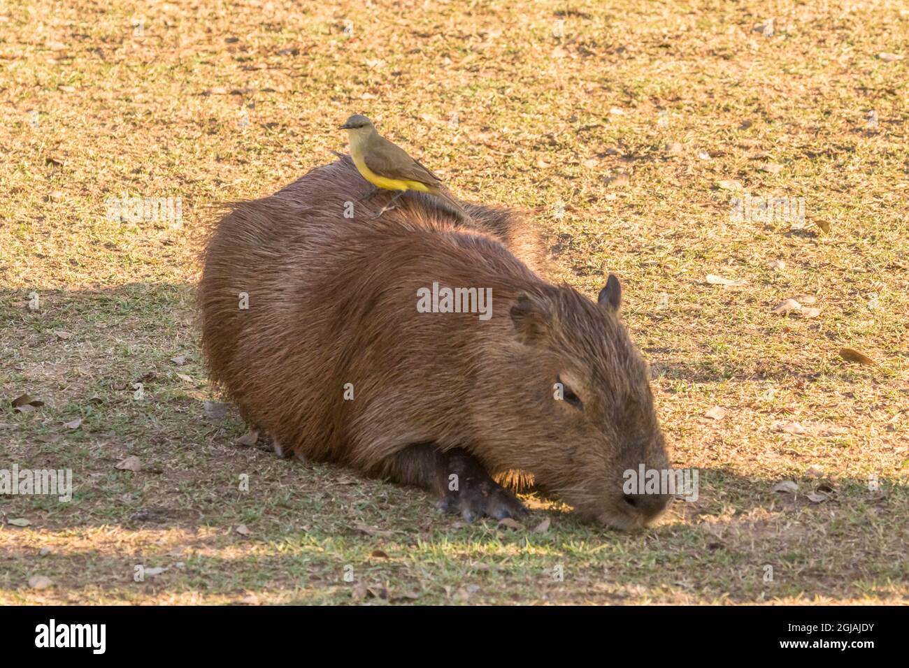 Brazil, Pantanal. Capybara with cattle tyrant bird on back. Credit as ...