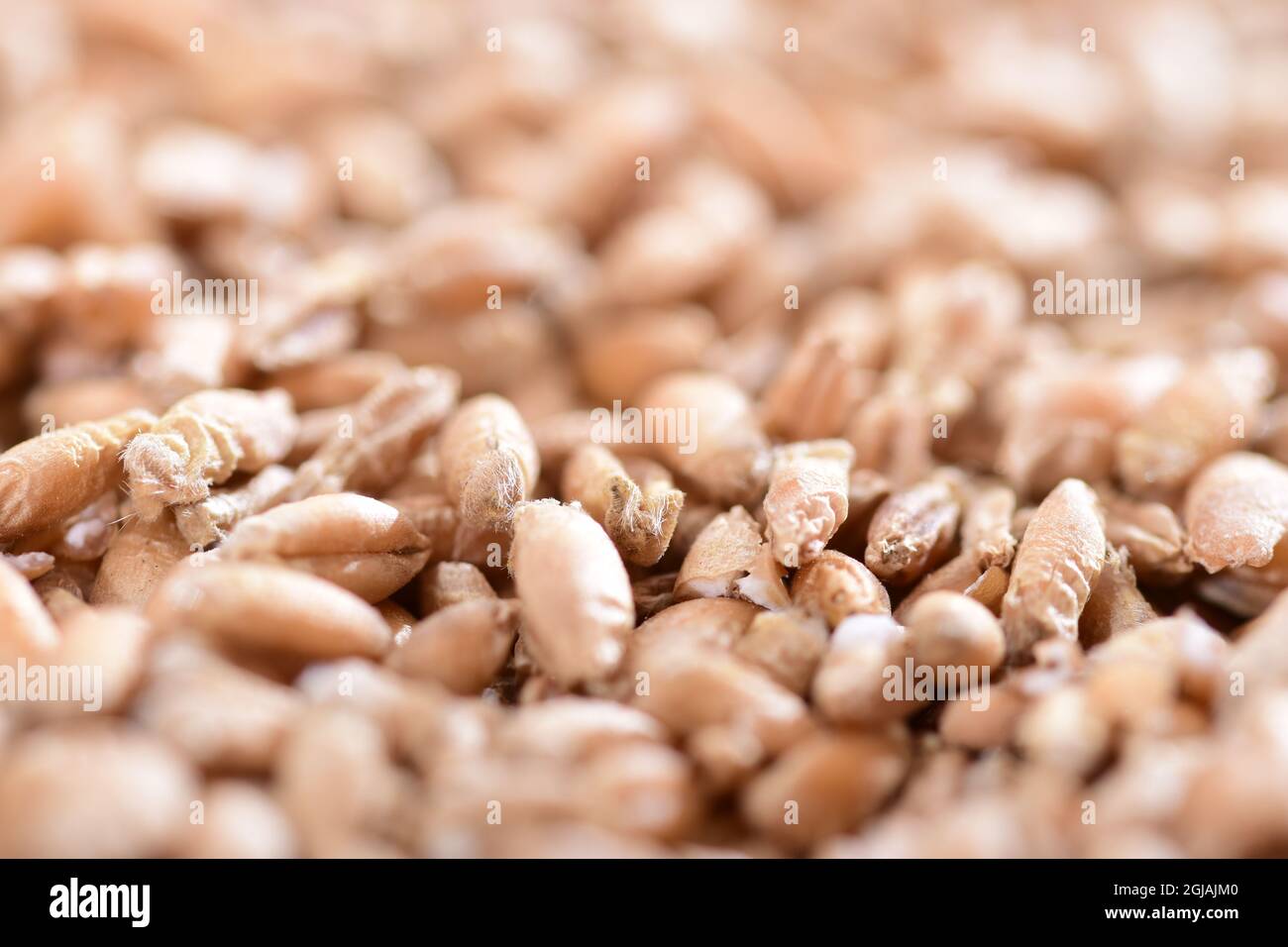 Grains of various cereals in close-up and magnification Stock Photo - Alamy