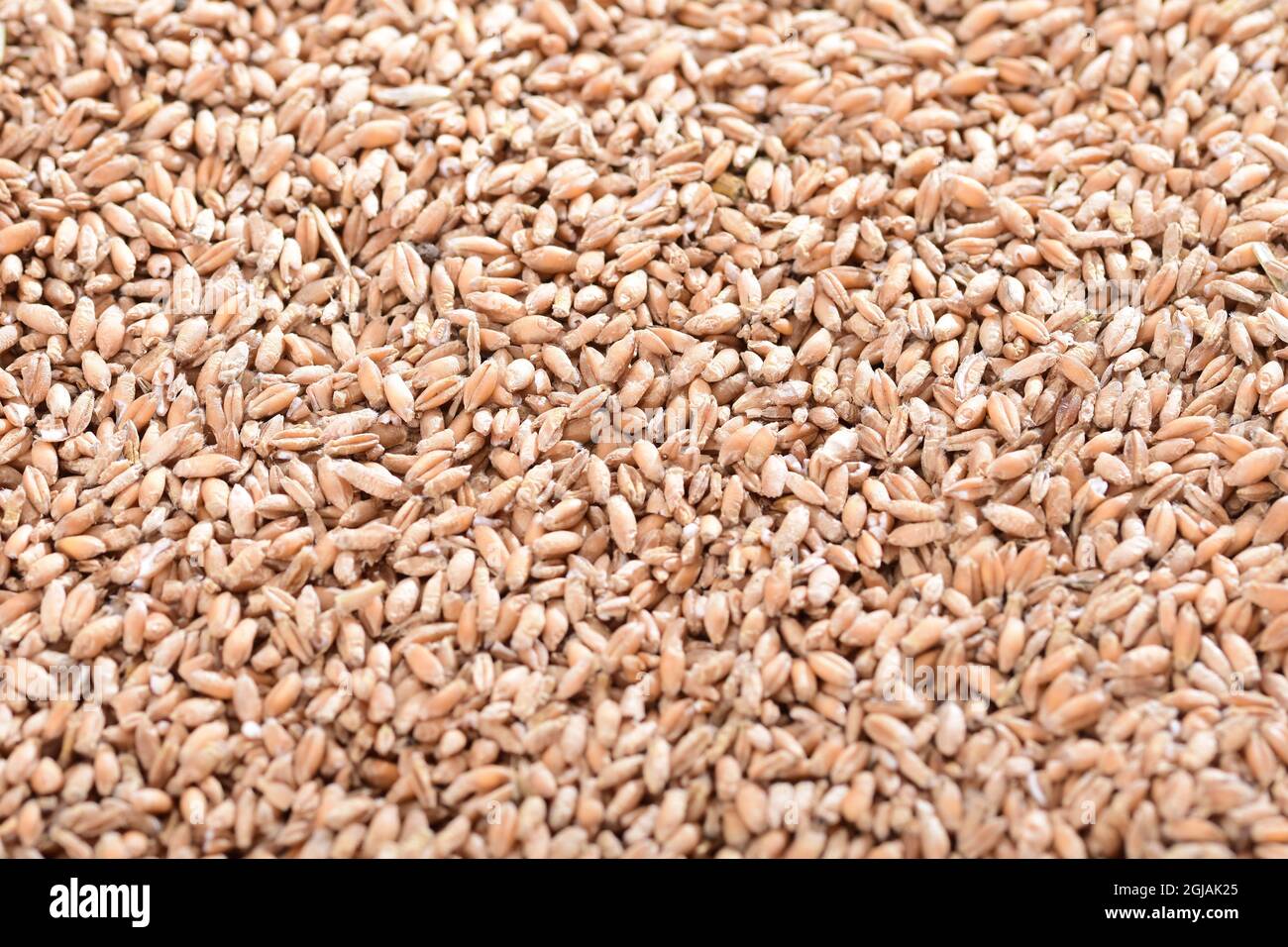 Grains of various cereals in close-up and magnification Stock Photo - Alamy