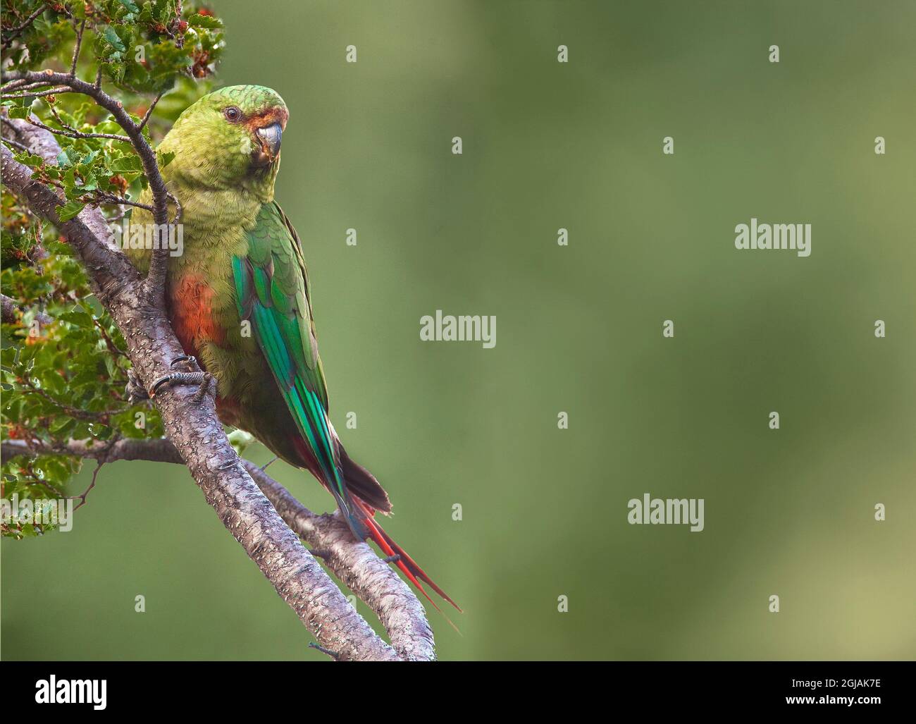 South America, Chile, Patagonia. Austral parakeet on branch Stock Photo ...