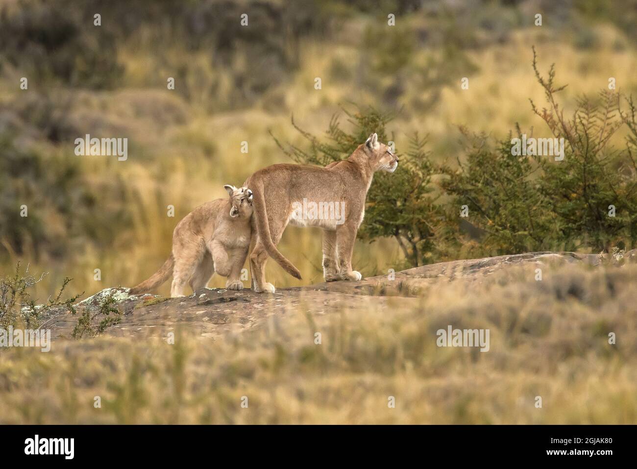South America, Chile, Torres del Paine National Park. Wild mother puma ...