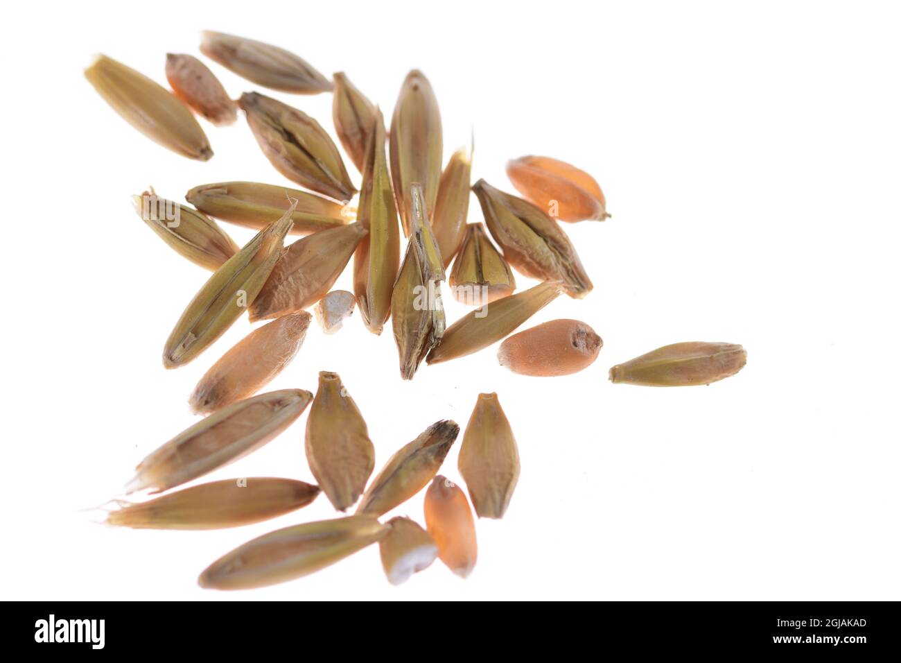 Flour grains Cut Out Stock Images & Pictures - Alamy