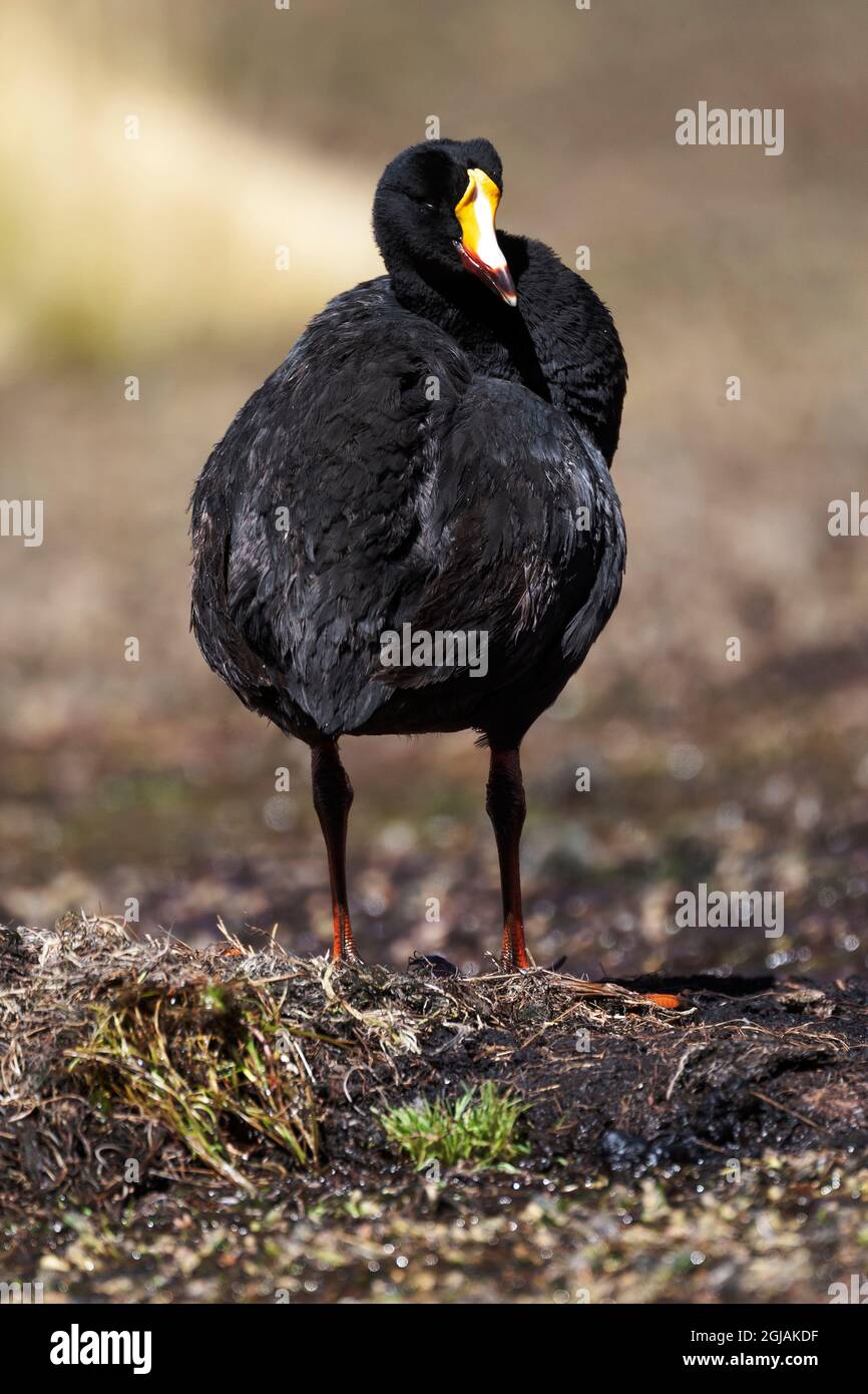 Chile, Machuca, giant coot, Fulica gigantea. Portrait of a giant coot ...