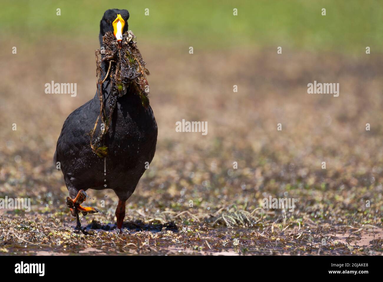 Chile, Machuca, giant coot, Fulica gigantea. A giant coot brings weeds ...
